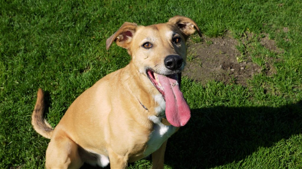 Dog Kennels & Boarding in the Cotswold| Hydegate Pet Resort - Hydegate ...